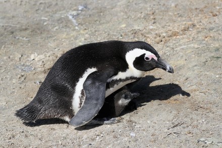 African Penguin Spheniscus Demersus Adult Pair Editorial Stock Photo ...