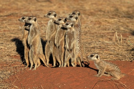 Cape Ground Squirrel Xerus Inauris Adult Editorial Stock Photo - Stock ...