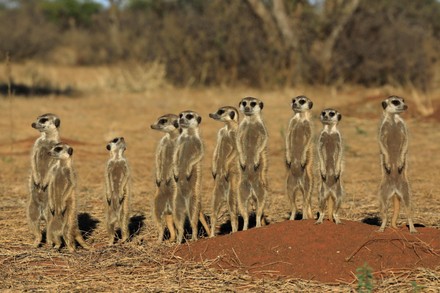 Meerkats Suricata Suricatta Meerkat Adult Group Editorial Stock Photo ...