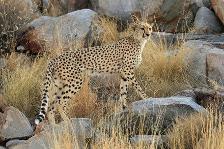 750 Savannah cat Stock Pictures, Editorial Images and Stock Photos ...