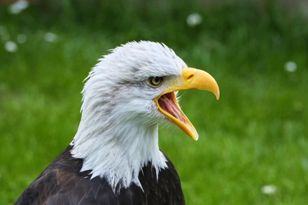 Bald Eagle Haliaeetus Leucocephalus Cries Animal Editorial Stock Photo ...