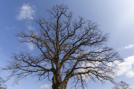 Bare Old Oak Tree Quercus Salzhausen Editorial Stock Photo - Stock ...