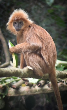 Javan Langur Trachypithecus Auratus Inside Socialization Editorial ...