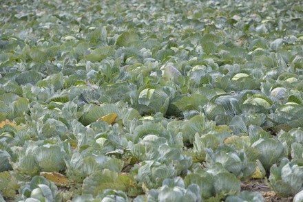 White Cabbage Field Near Baloszyce Mate Editorial Stock Photo - Stock ...