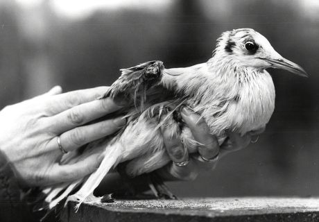 Seagull Wings Torn Off By Vandals Editorial Stock Photo - Stock Image ...