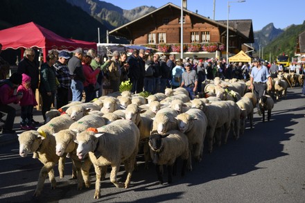 Shepherd Leads Flock Alpine Sheep On Editorial Stock Photo - Stock ...