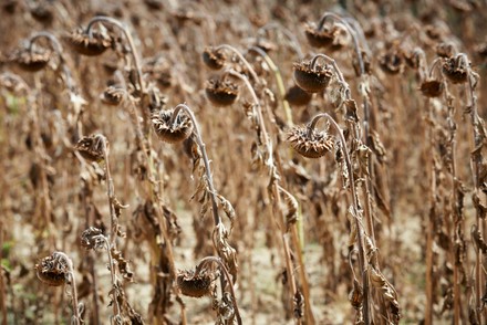 44 French oil field Stock Pictures, Editorial Images and Stock Photos ...