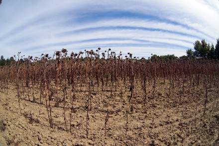 2,000 Farming community Stock Pictures, Editorial Images and Stock ...