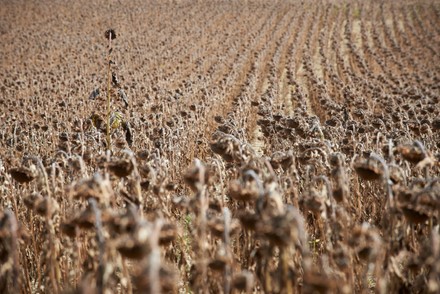 750 Fields of farm crops Stock Pictures, Editorial Images and Stock ...