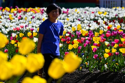 Visitor Walks Past Tulips 2022 Floriade Editorial Stock Photo - Stock ...