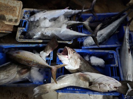 2,000 Fish bank Stock Pictures, Editorial Images and Stock Photos ...