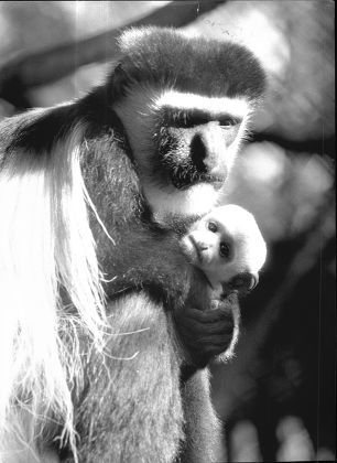 Blackandwhite Colobuses Colobi Old World Monkeys Editorial Stock Photo ...