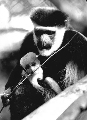 Blackandwhite Colobuses Colobi Old World Monkeys Editorial Stock Photo ...