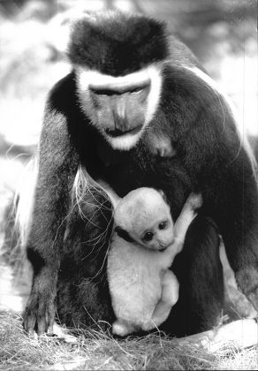 23 Piliocolobus Stock Pictures, Editorial Images and Stock Photos ...
