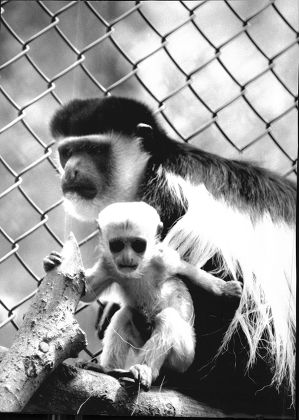 Blackandwhite Colobuses Colobi Old World Monkeys Editorial Stock Photo ...