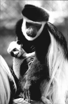Blackandwhite Colobuses Colobi Old World Monkeys Editorial Stock Photo ...
