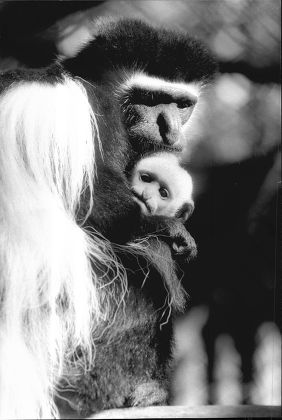 Blackandwhite Colobuses Colobi Old World Monkeys Editorial Stock Photo ...