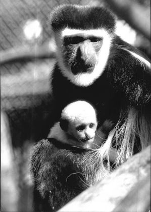 23 Piliocolobus Stock Pictures, Editorial Images and Stock Photos ...