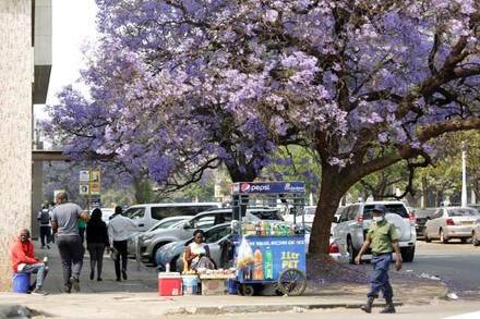 500 Jacaranda trees Stock Pictures, Editorial Images and Stock Photos ...