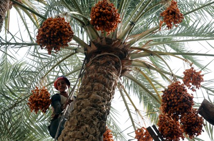 500 Date harvesting Stock Pictures, Editorial Images and Stock Photos ...