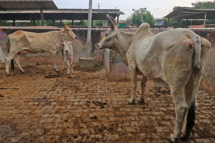 Cows Infected Lumpy Skin Disease Cowshed Editorial Stock Photo - Stock ...