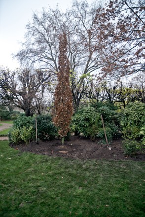 Tree Called Prime Minister Planted Republican Editorial Stock Photo ...