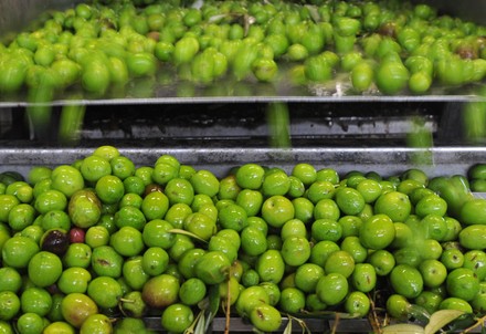 Washed Olives Going Into Press Agrigento Editorial Stock Photo - Stock ...