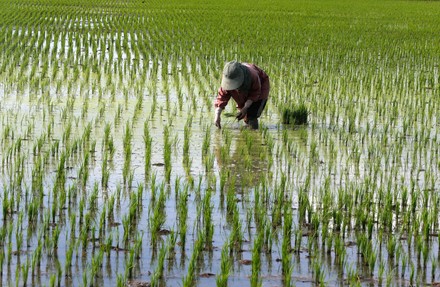3,000 Rice planting Stock Pictures, Editorial Images and Stock Photos ...