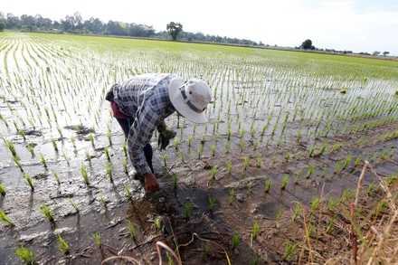 3,000 Rice planting Stock Pictures, Editorial Images and Stock Photos ...