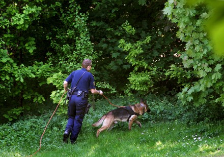 19 Polis hund Stock Pictures, Editorial Images and Stock Photos ...