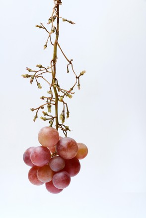 Red Grape Vine Vitis Vinifera On Editorial Stock Photo - Stock Image ...