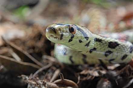 European Ratsnake Editorial Stock Photo - Stock Image | Shutterstock