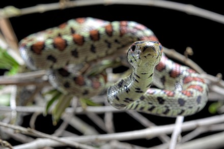 European Ratsnake Editorial Stock Photo - Stock Image | Shutterstock