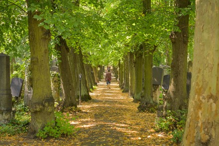 1,000 Linden tree Stock Pictures, Editorial Images and Stock Photos ...
