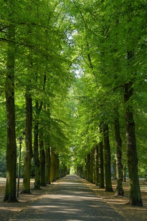 1,000 Linden tree Stock Pictures, Editorial Images and Stock Photos ...