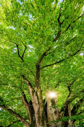 1,000 Linden tree Stock Pictures, Editorial Images and Stock Photos ...