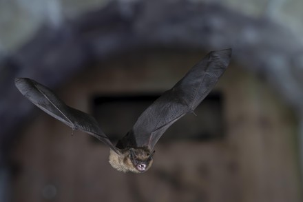 2 Common serotine bat Stock Pictures, Editorial Images and Stock Photos ...