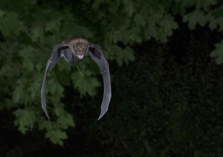 1 Common noctules Stock Pictures, Editorial Images and Stock Photos ...