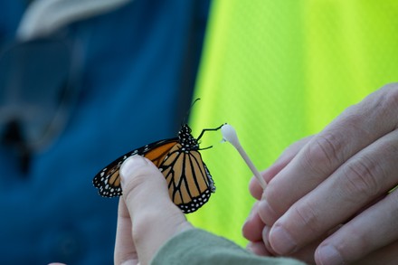 30 Monarch butterfly tagging Stock Pictures, Editorial Images and Stock ...