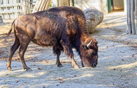 American Bison Bison Bison Seen Zoo Editorial Stock Photo - Stock Image ...