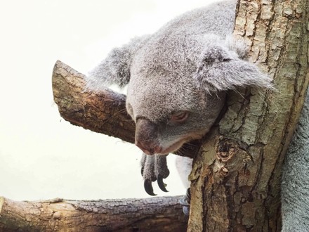 Sloth Lies On Tree Branch Zoo Editorial Stock Photo - Stock Image ...