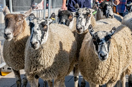 Sheep Being Walked Over London Bridge Editorial Stock Photo - Stock ...