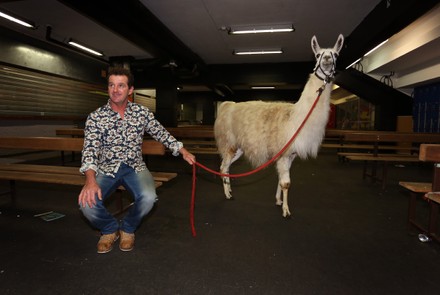 Facebook Sensation Serge Llama His Owner Editorial Stock Photo - Stock ...