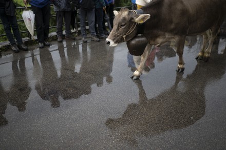 Cow Carrying Bell Spectators Reflected Puddle Editorial Stock Photo ...