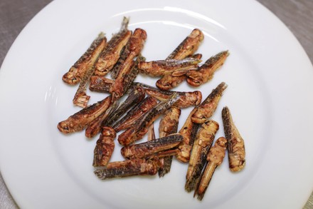 Restaurant Mayame Offers Salads Insects Edible Editorial Stock Photo ...
