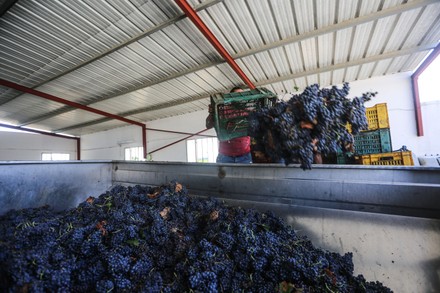 Unloading Inserting Grapes Into Production Cycle Editorial Stock Photo ...