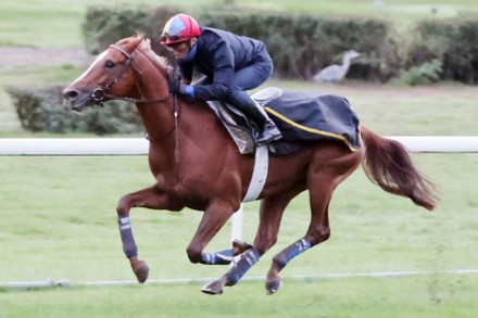 Torquator Tasso Frankie Dettori Final Work Editorial Stock Photo ...