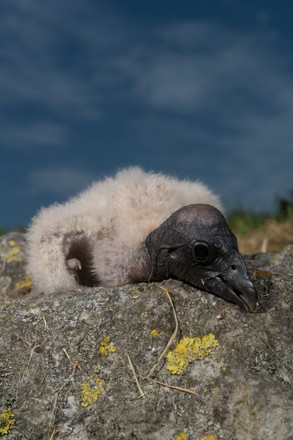 Condor Aged 10 Day Old Pictured Editorial Stock Photo - Stock Image ...