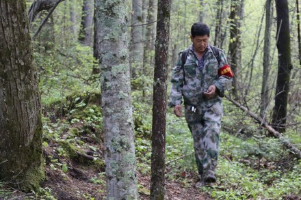 500 Forest ranger Stock Pictures, Editorial Images and Stock Photos ...