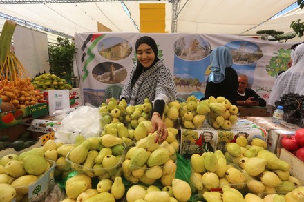 Woman Arranges Guavas Annual Guava Festival Editorial Stock Photo ...